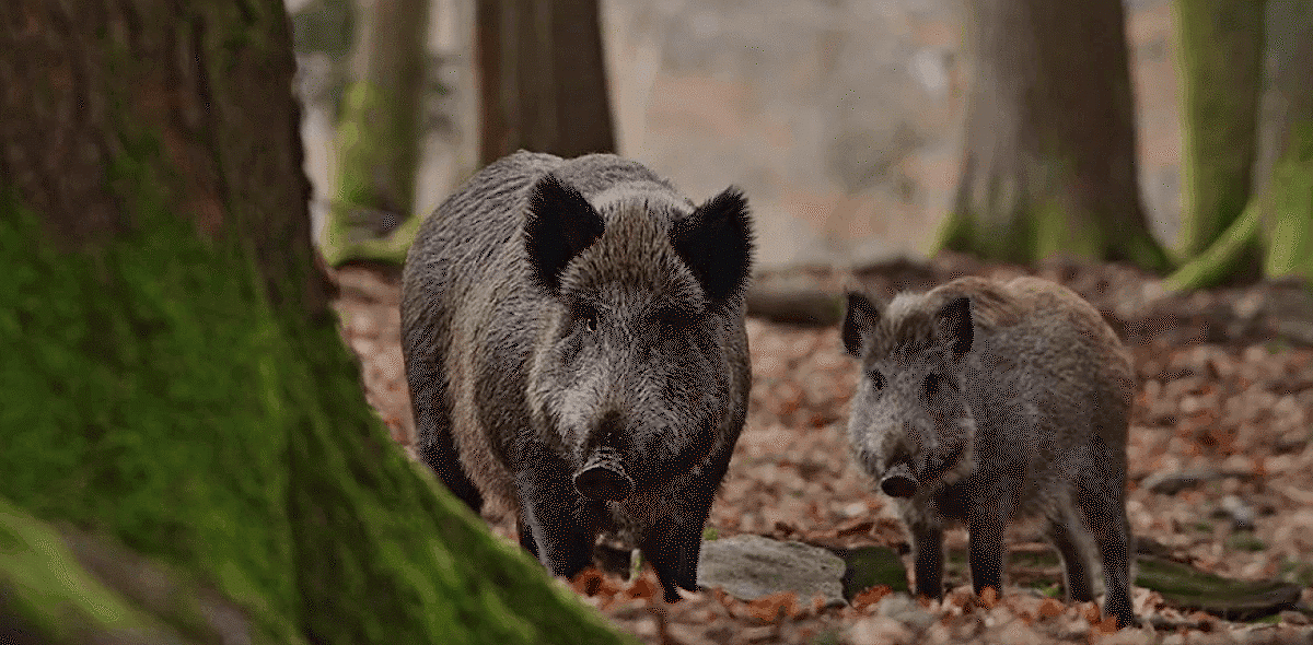 Het everzwijn | Everzwijnen in Vlaanderen